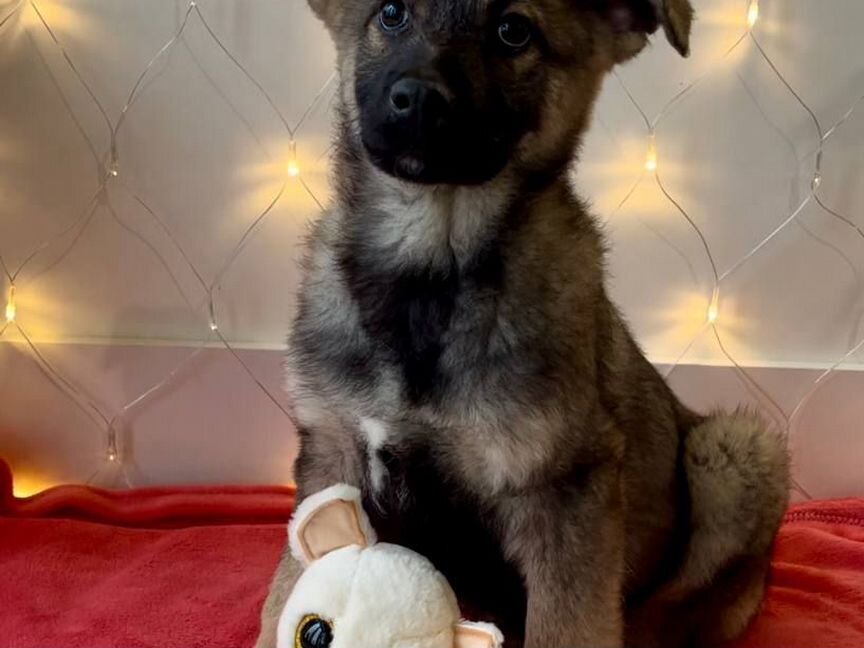 Щенок мальчик красавчик в дар