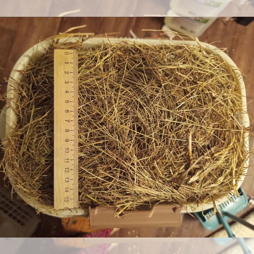 Сено луговое с ромашкой