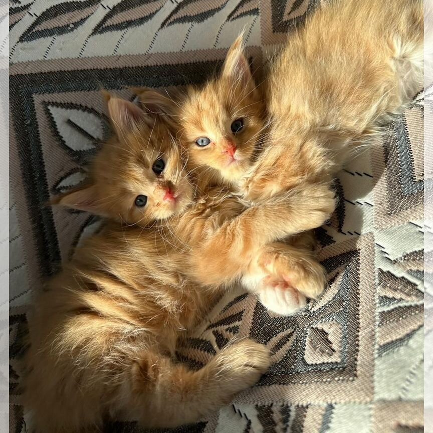 Котята мэйн кун