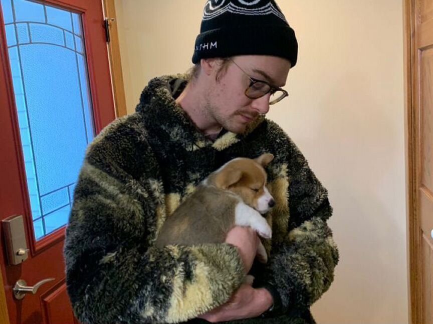 Вельшь корги