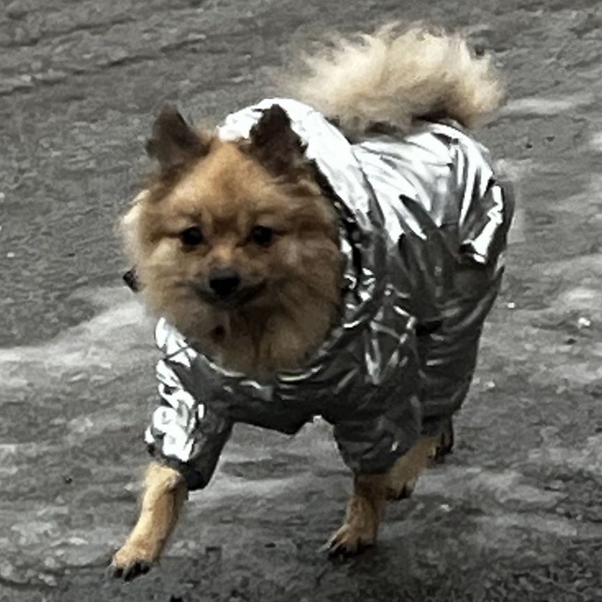 Померанский шпиц, взрослая собака