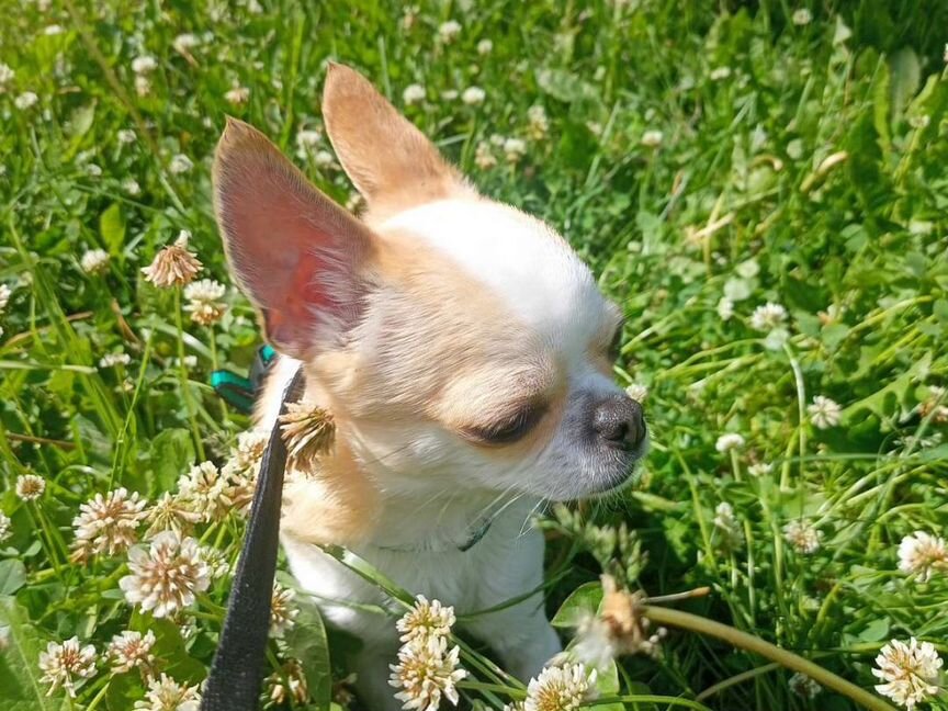 Чихуахуа мини