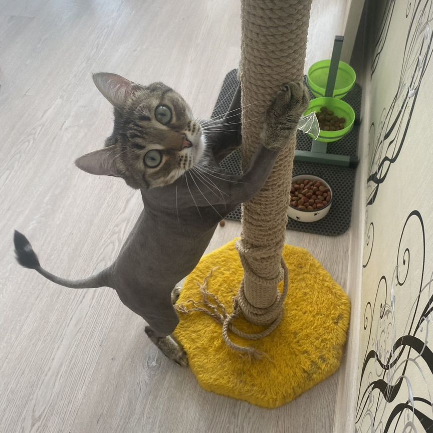 Кот мышелов