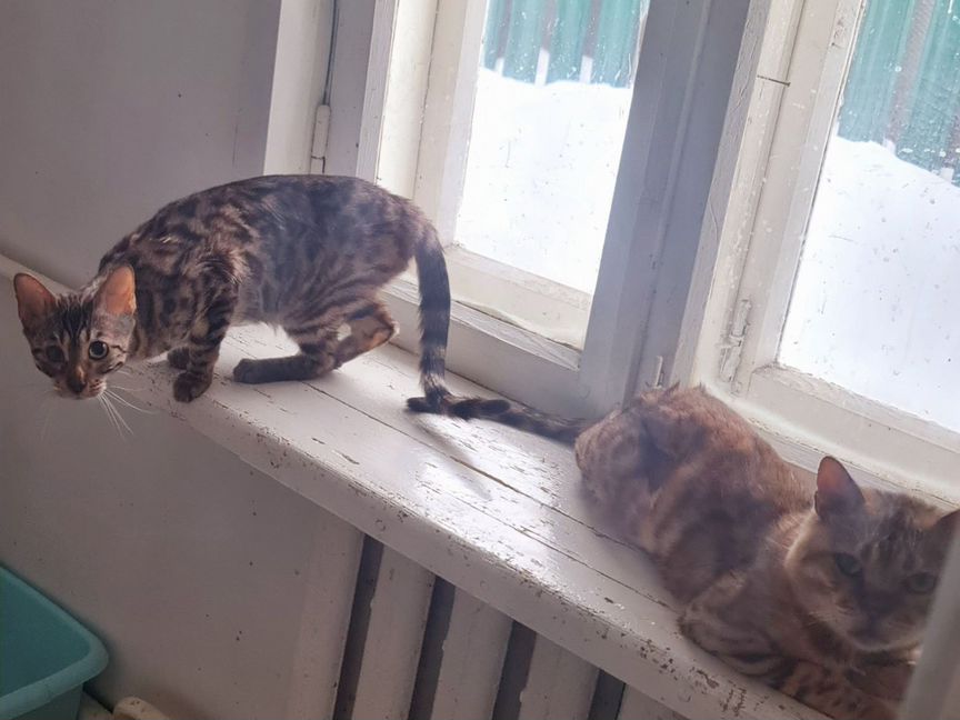 Бенгалы кот и кошка