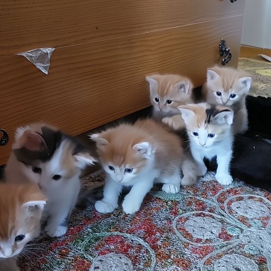 Котёнок в добрые руки