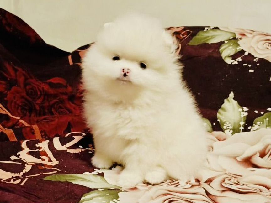 Померанский щпиц белая мини девочка