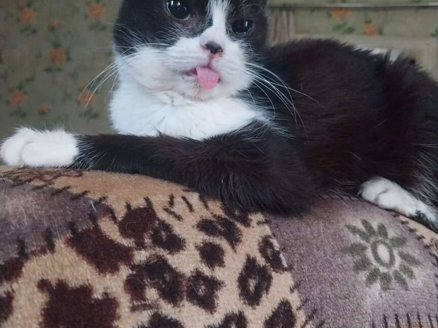 Кошечка Кнопа