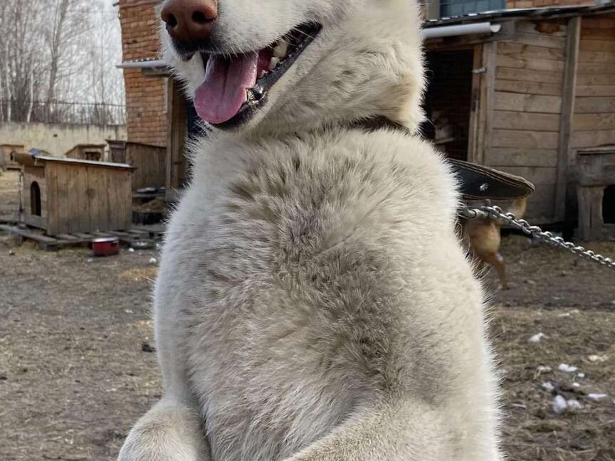 Белый