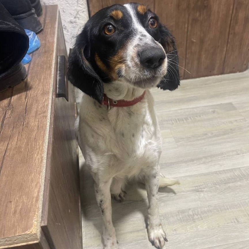 Английский пойнтер, взрослая собака