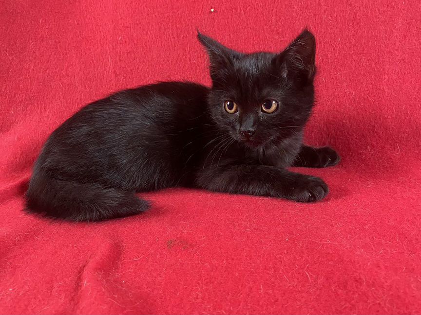Котенок Блэк 3 месяца в добрые руки