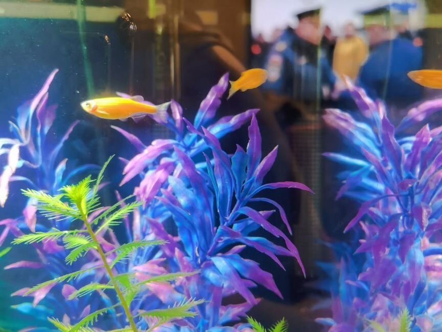 Аквариумные рыбки данио