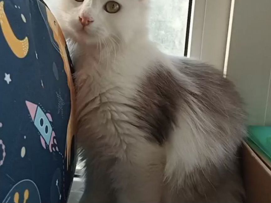 Котенок Пушок в добрые руки