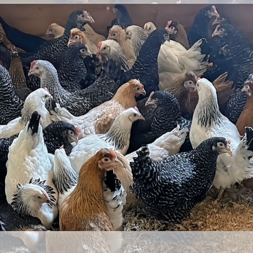 Куры доминанты