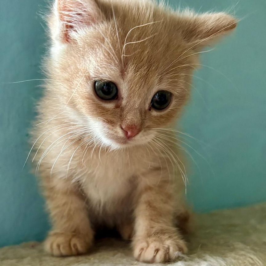 Котенок Ларсик в добрые руки