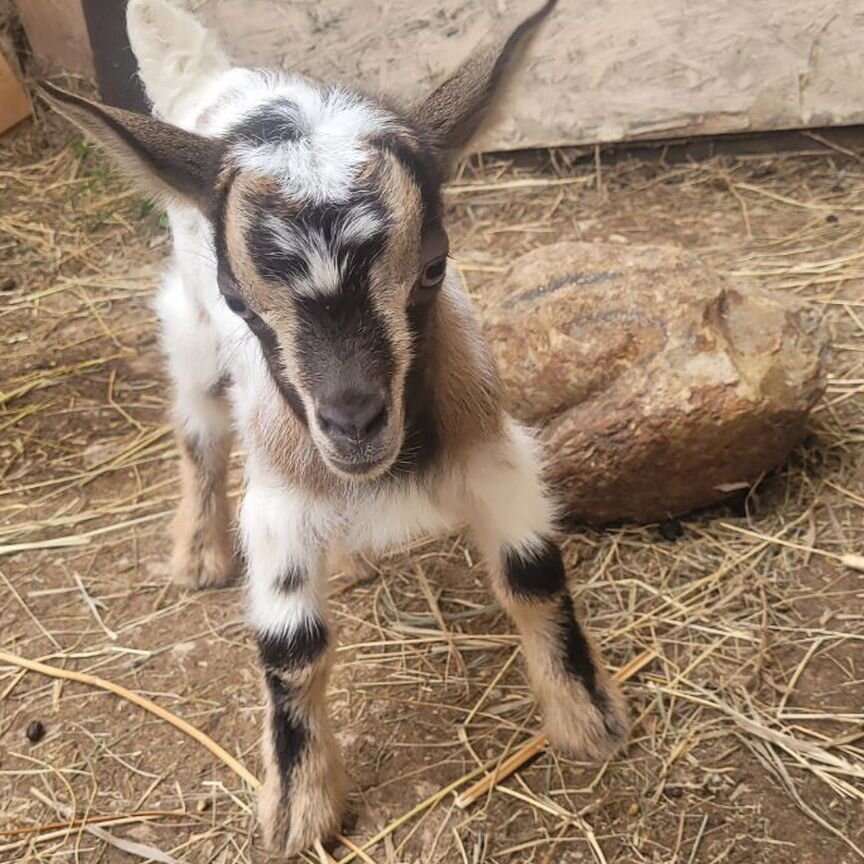 Сено с навозом для тёплых грядрк