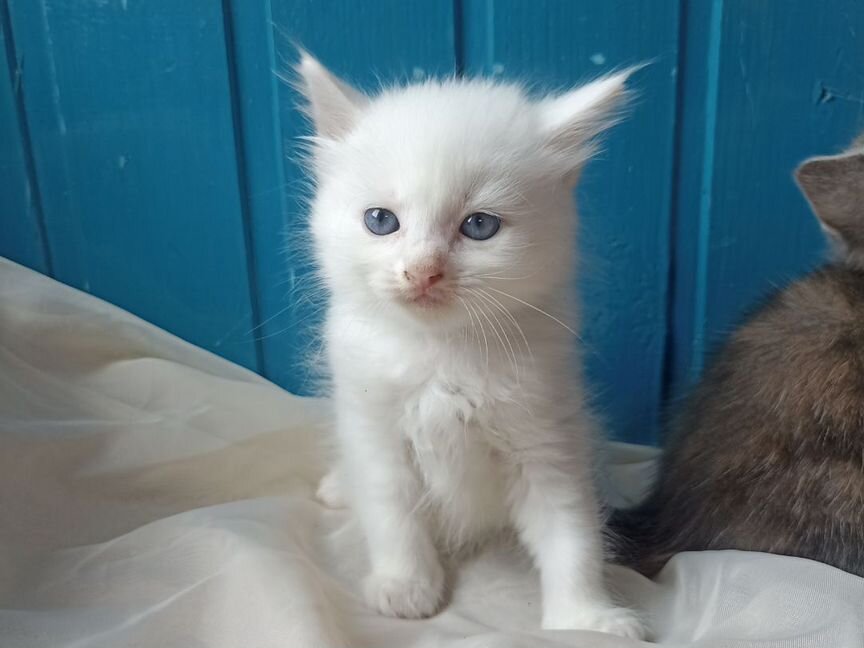 Кошка турецкая ангора