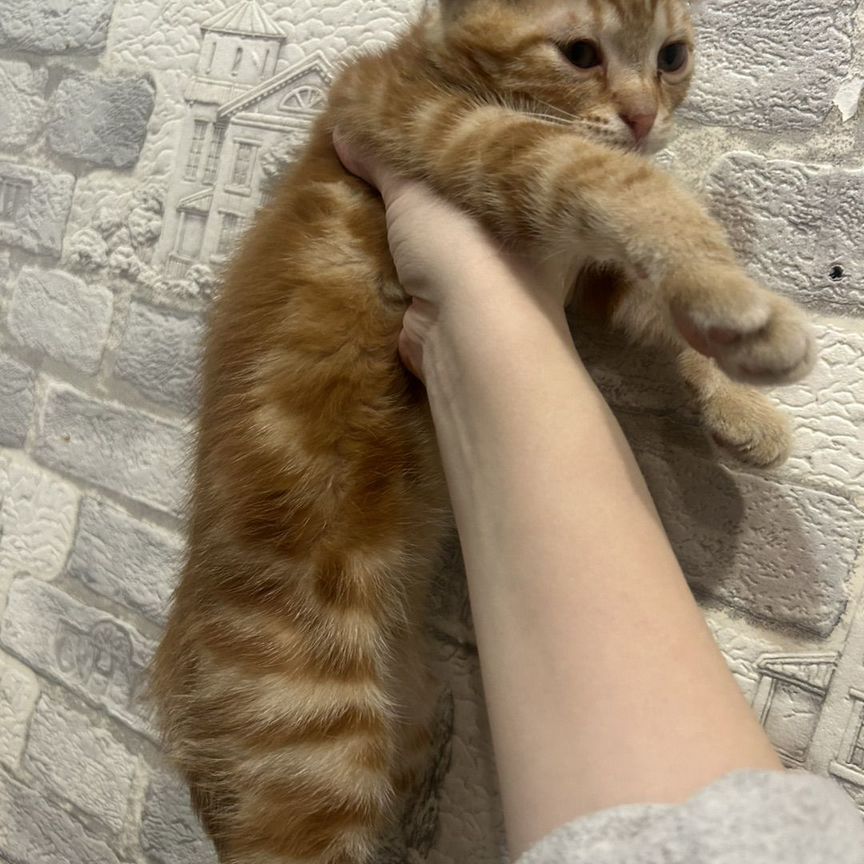 Котенок девочка