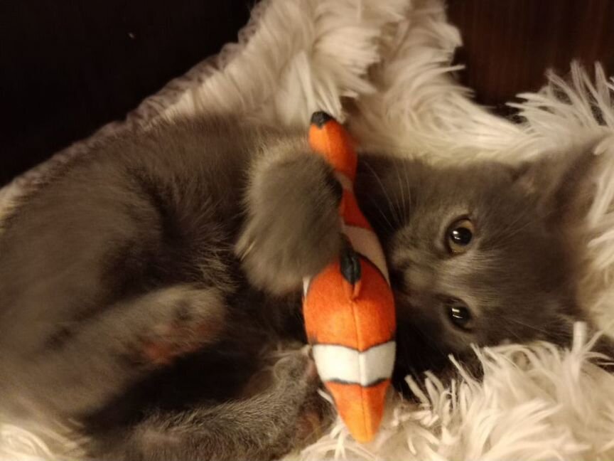 Маленький Тим ищет любящую семью