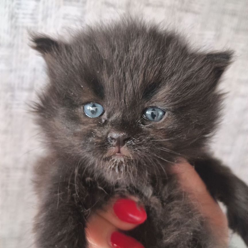 Невская маскарадная