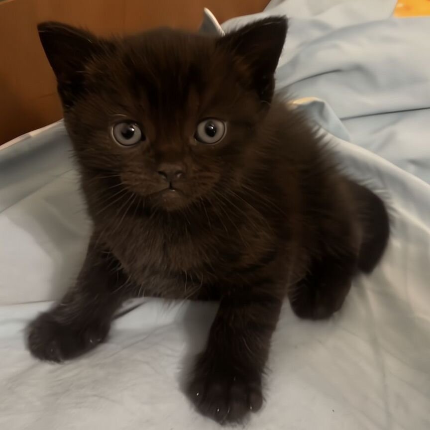 Шотландский вислоухий короткошёрстный котёнок