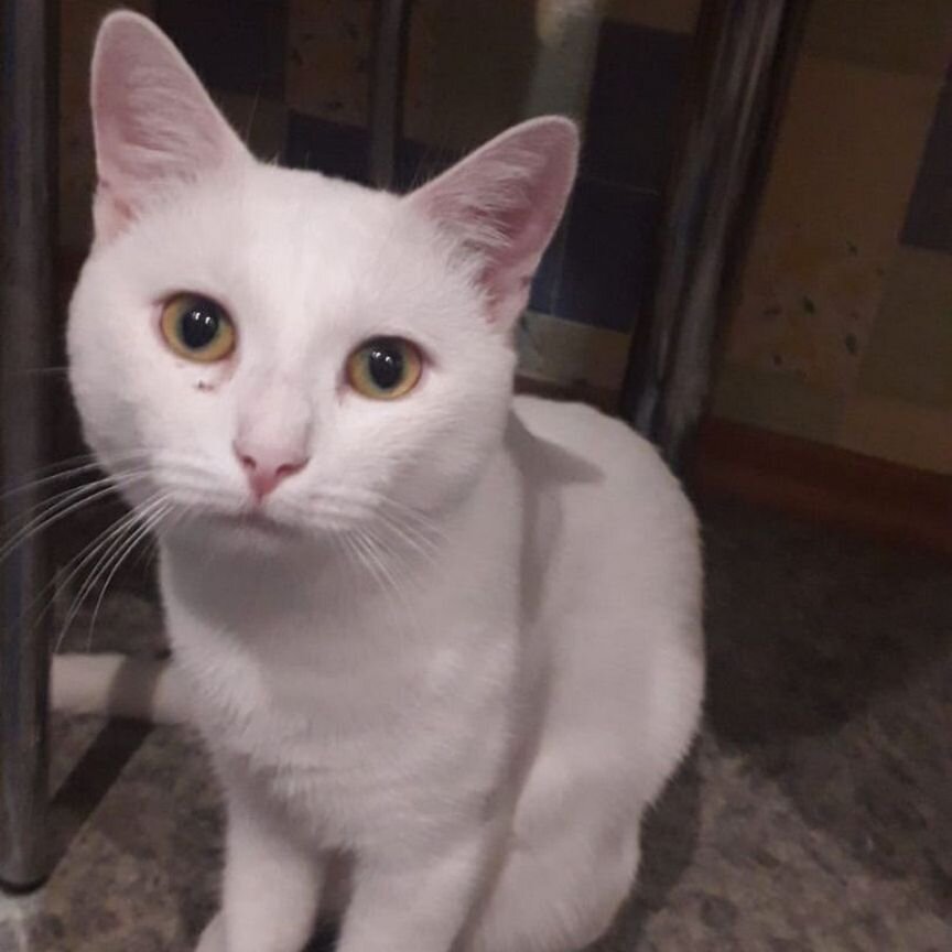 Помог пристр котиков тяжёло С кормом