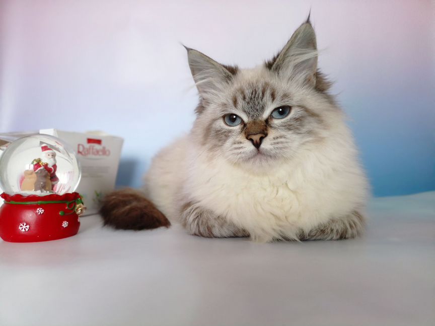 Невский маскарадный кот