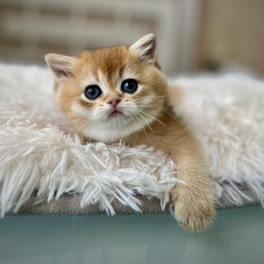 Британский короткошёрстный котёнок