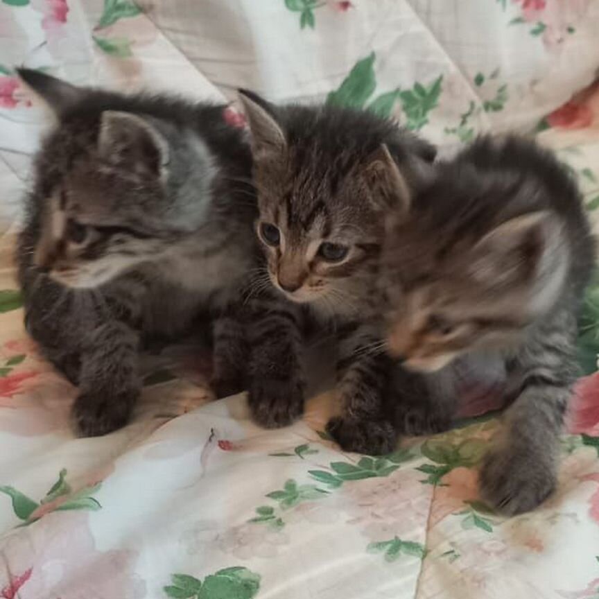 Котенок тигровый девочка