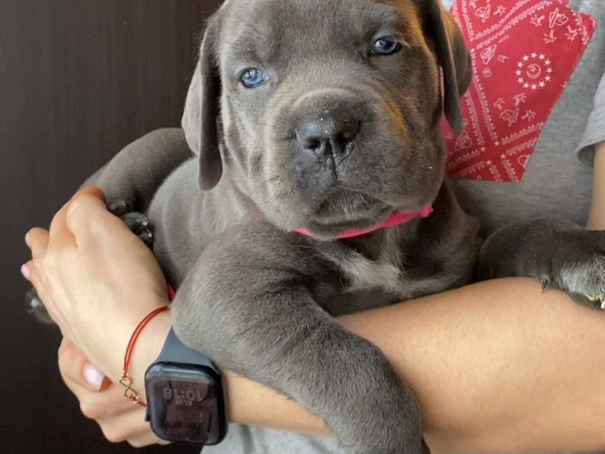 Кане Корсо - шикарная девочка