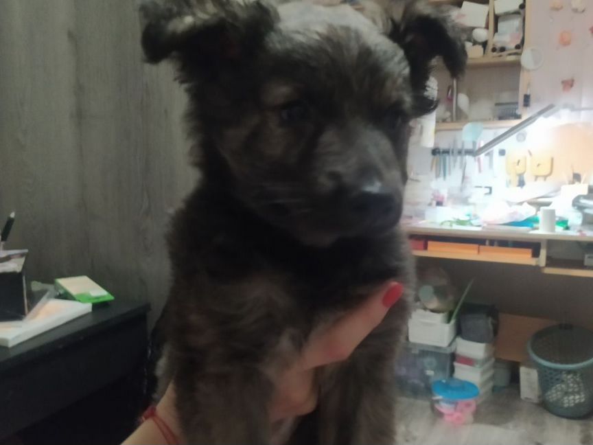 Собака в добрые руки отдам бесплатно