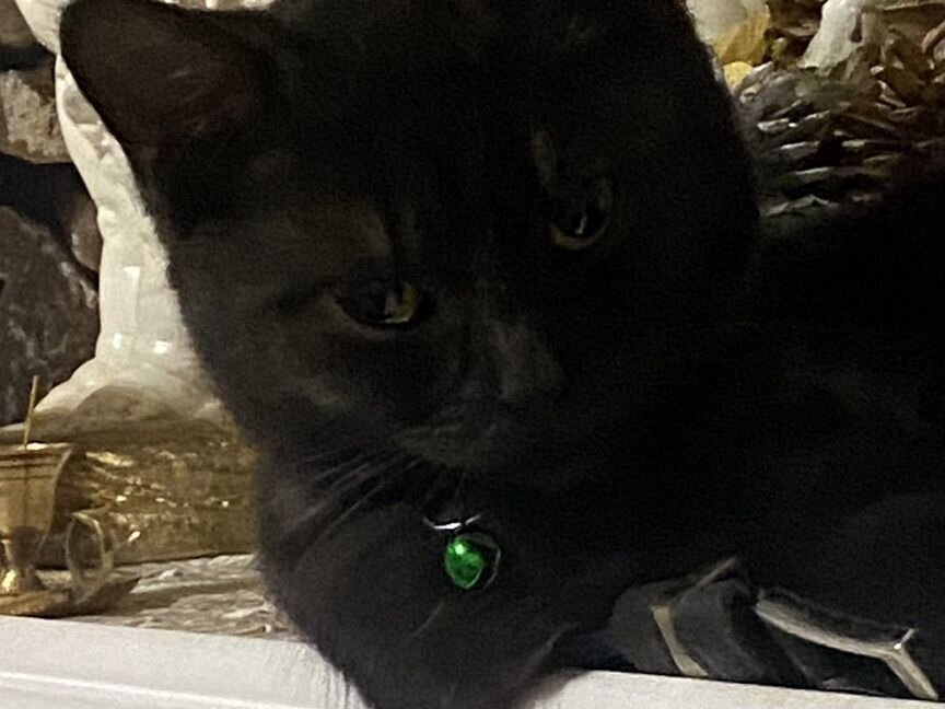 Котик стерил бесплатно в добрые руки