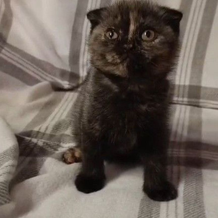 Шотландский вислоухий короткошёрстный котёнок