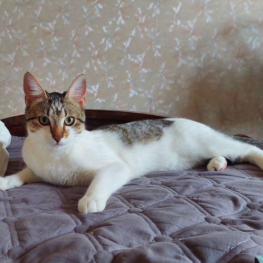 Молодой котик Марсик ищет дом