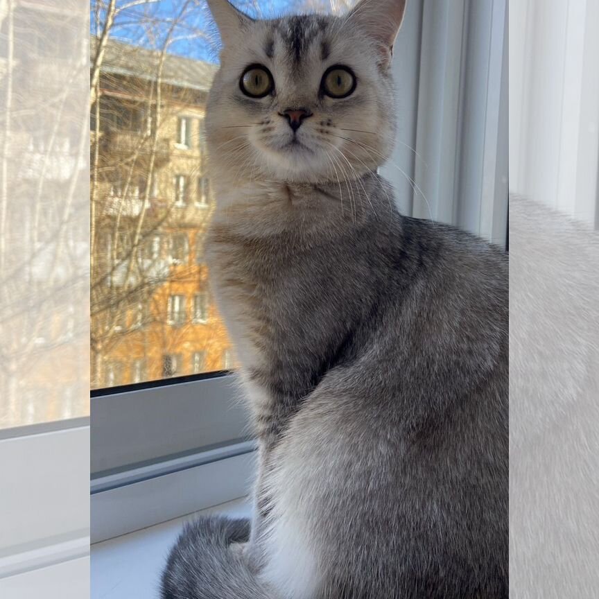 Шотландский прямоухий короткошёрстный котёнок