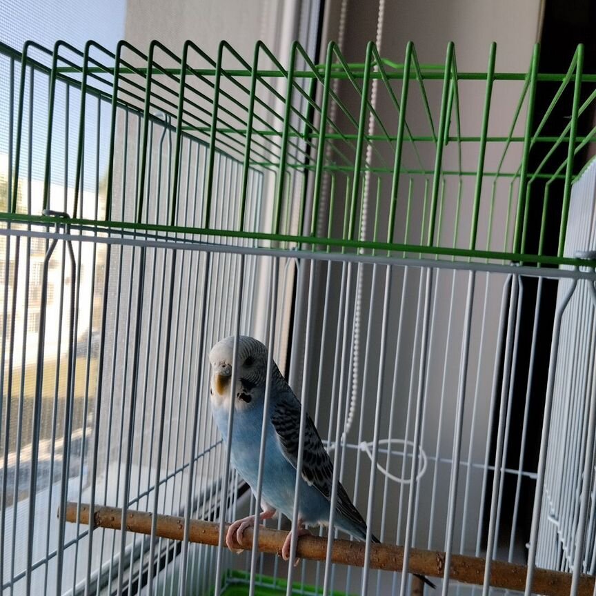 Волнистый попугай