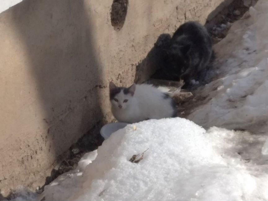 Белый котенок