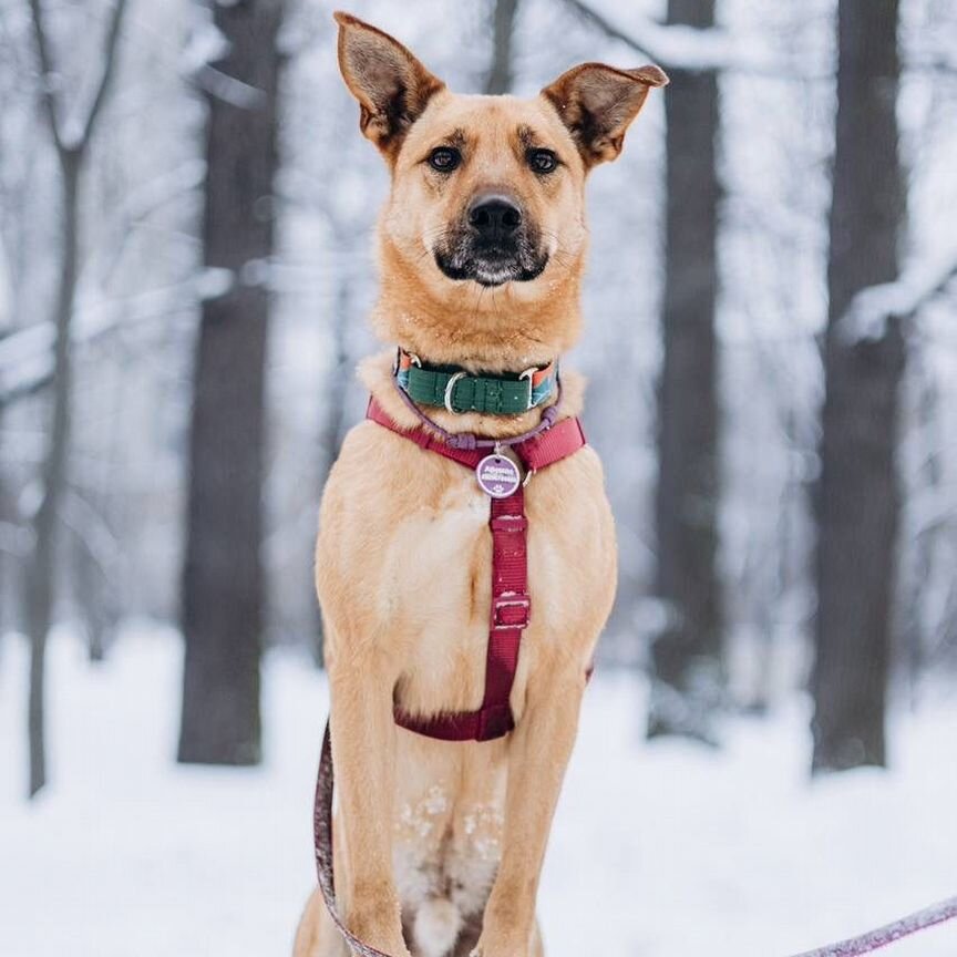 Собака в добрые руки