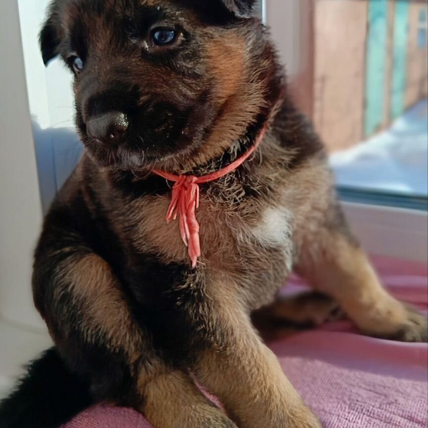 Немецкая овчарка