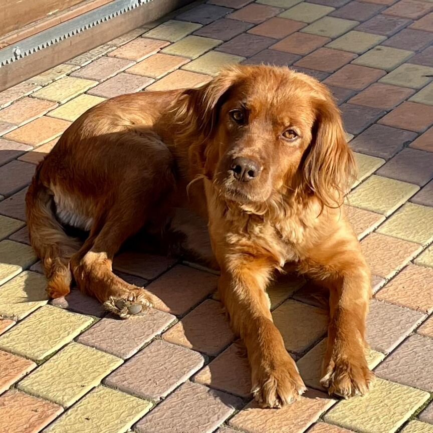 В добрые руки, для дружбы и души