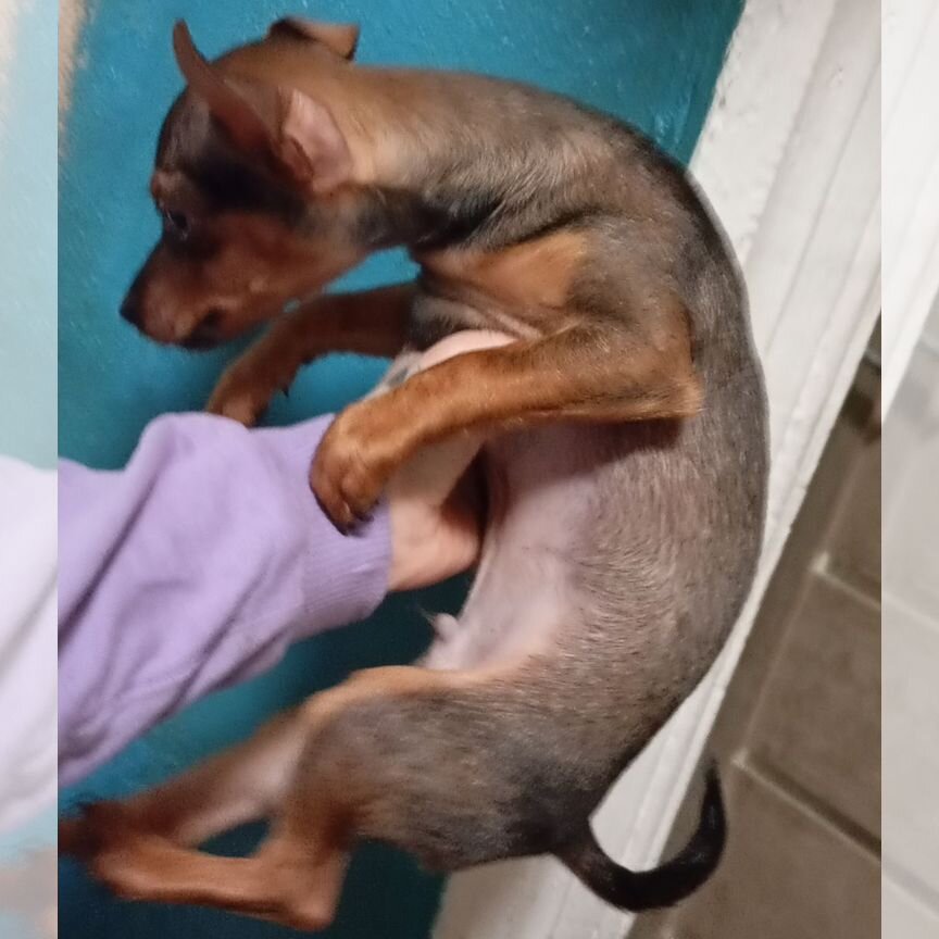 Русский той-терьер, щенок