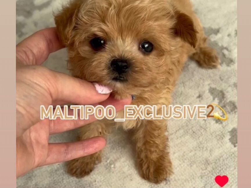 Мальтипу Микро и Мини. Корея Китай