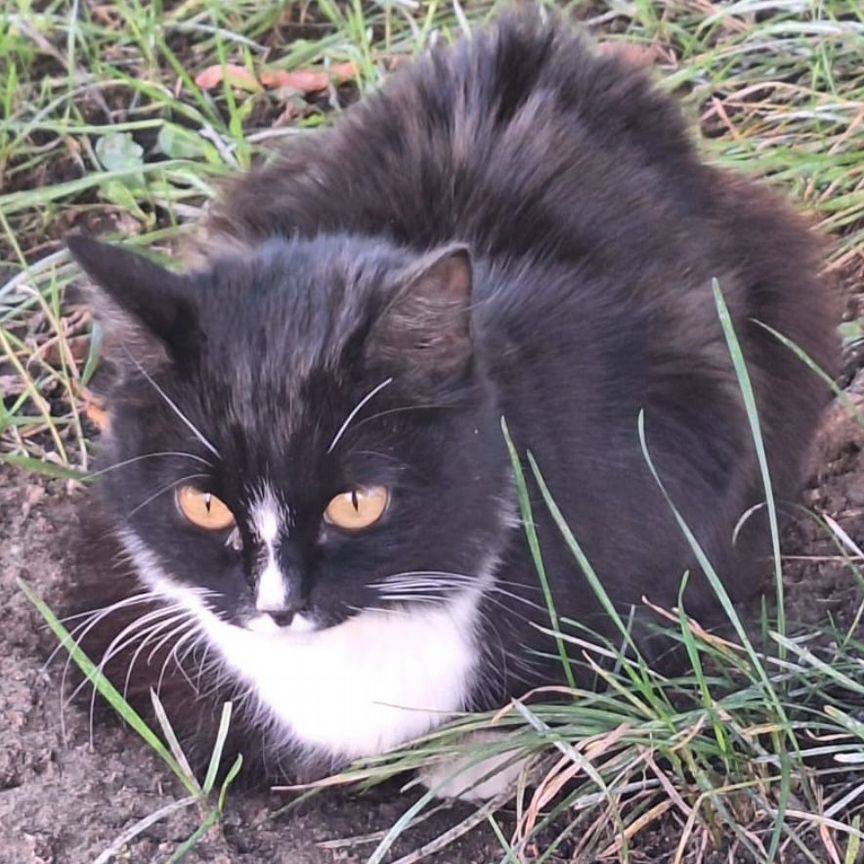 Взрослая кошка в добрые руки