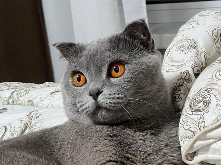 Шотландский вислоухий кот 1 год и 4 месяца
