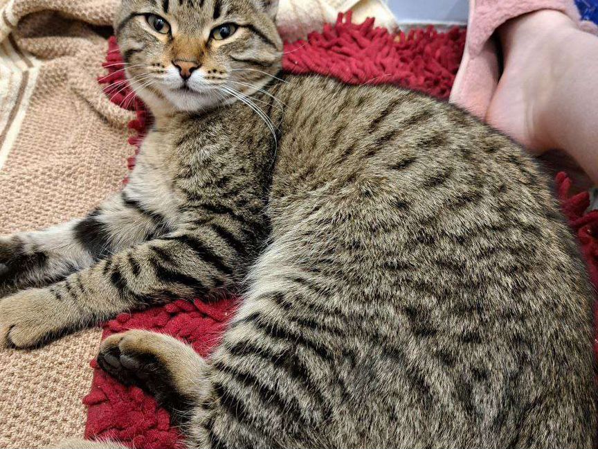 Ласковый котик