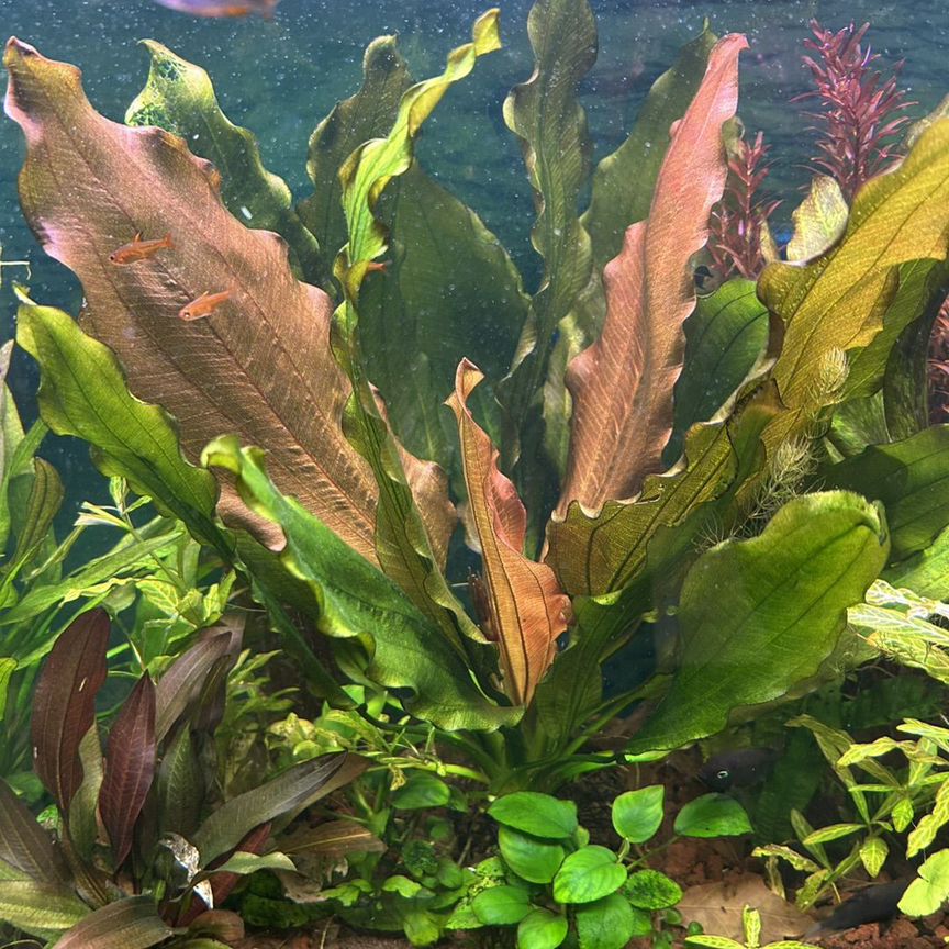 Аквариумное растение эхинодорус