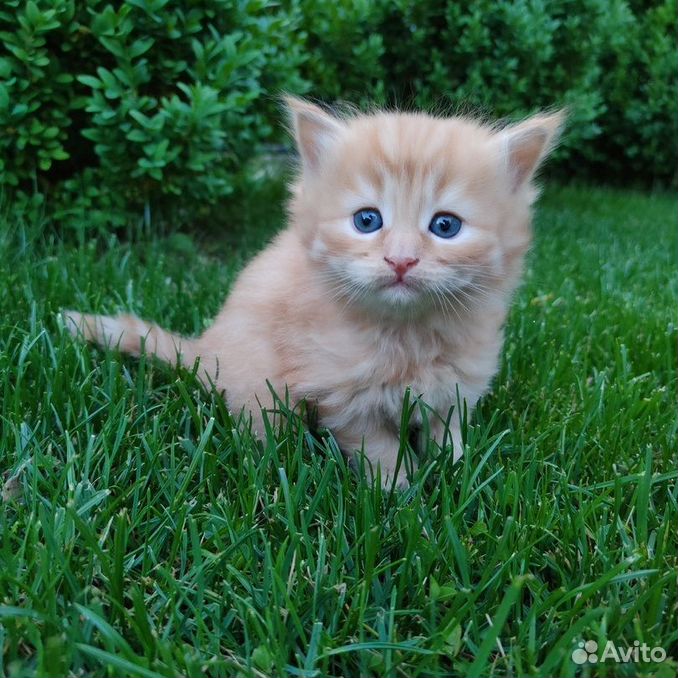 Котёнок-мальчик персикового окраса