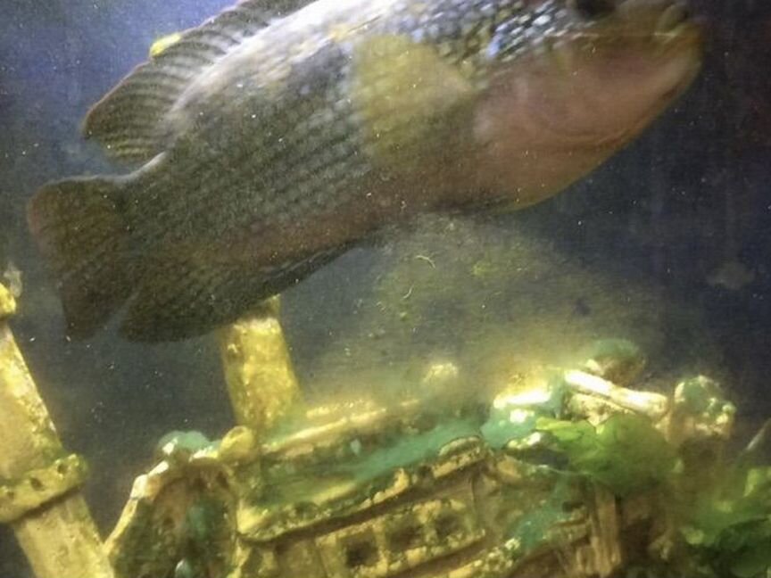 Живая рыба пчелка