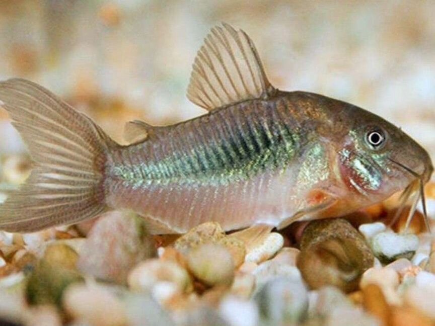 Коридорас золотистый