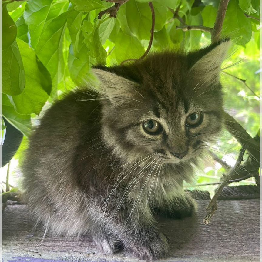 Котята милые бурундучки