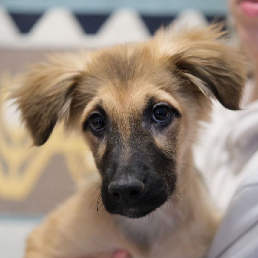 Щенок в добрые руки